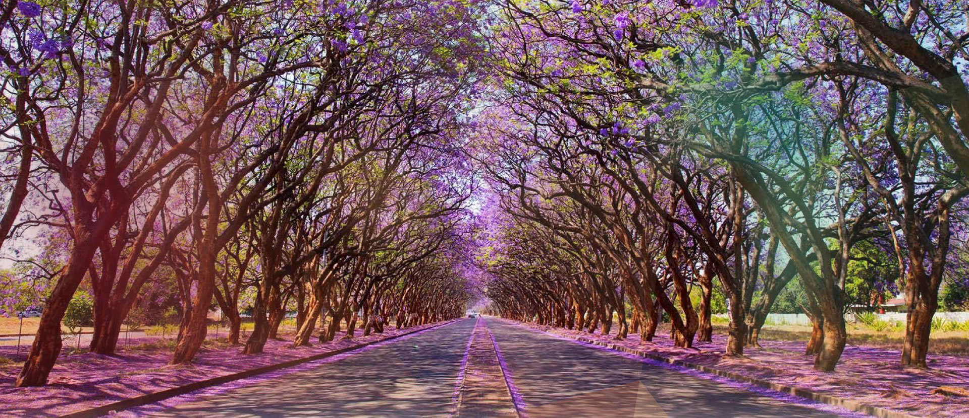 The story of the World Day of Vocations - Vocations Ireland